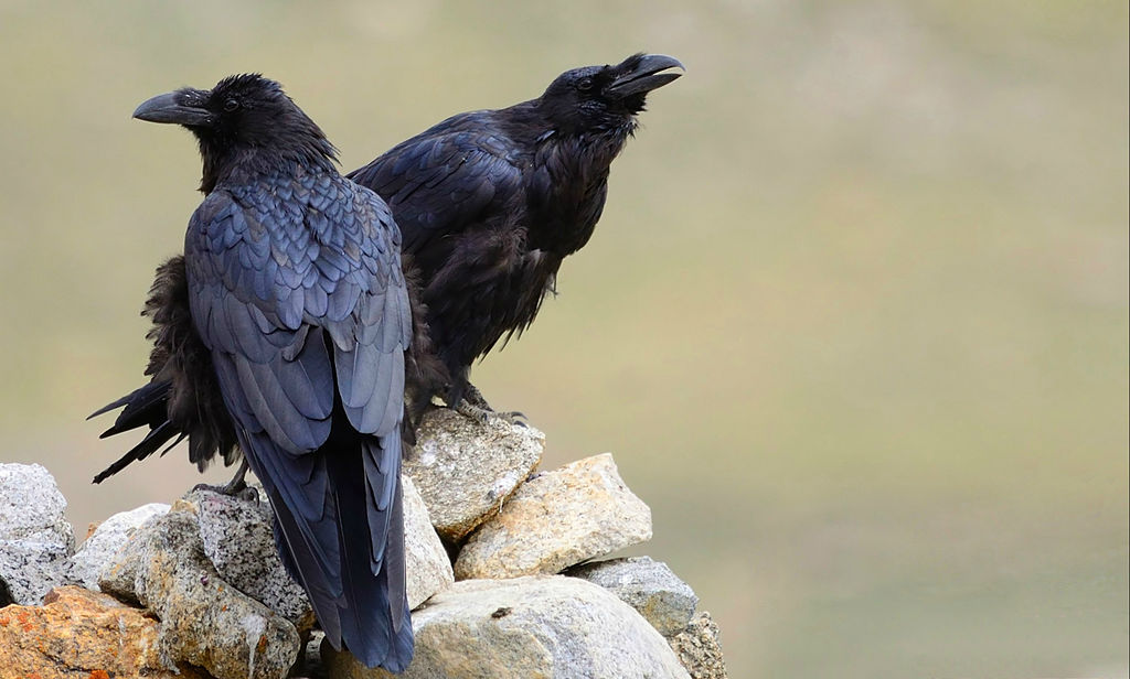 Corvus_corax_tibetanus ~ Travelphant Travel Blog